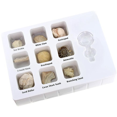 Geocentral Earth Science Fossils Kit-FreedomDaySales.com